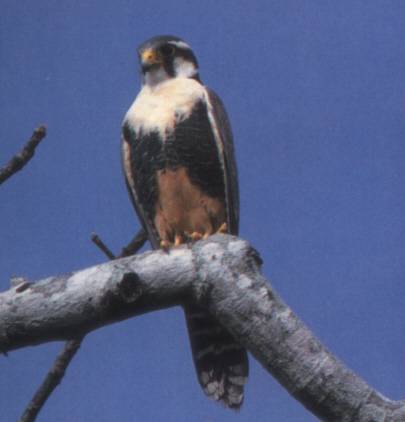 Aplomado Falcon at the Fort Worth Zoo
